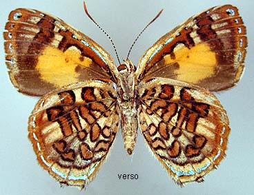 Papua Insects Foundation (Lepidoptera/Lycaenidae/Lycaeninae ...